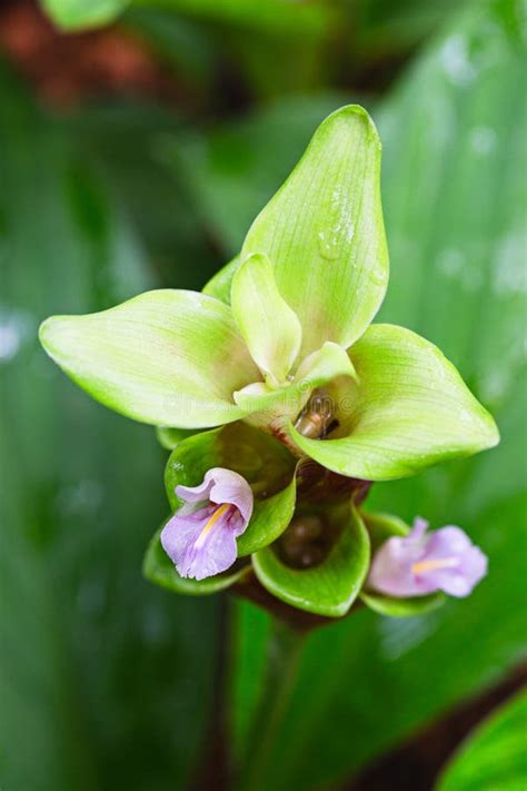 Curcuma Alismatifolia Flowers With Pink And Green Bracts Stock Image