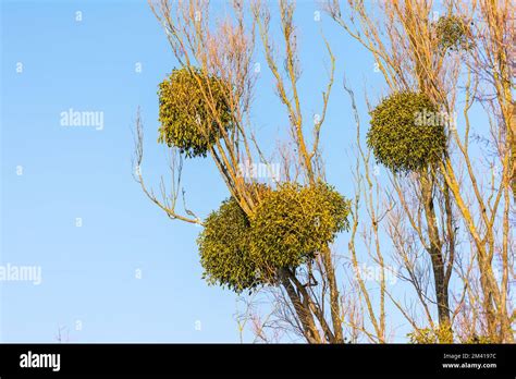 Mistletoe Bunches On The Tree Parasitic Plant Growing On Tree Branches