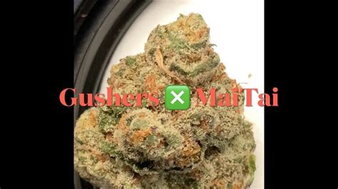Strain Review Gushers X Mai Tai By Monterey Kush Co The Highest Critic
