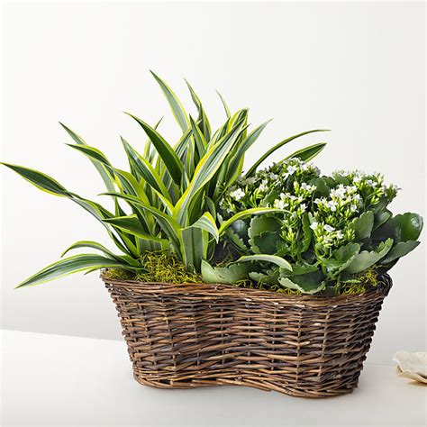 Same Day Plant Delivery Get Plants Delivered Indoor And Outdoor