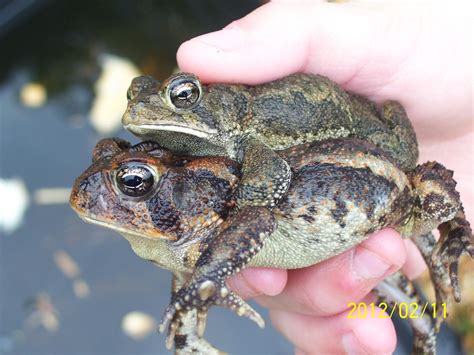 Sent In From A Viewer Thought It Was Mating Frogs Turns Out It Might