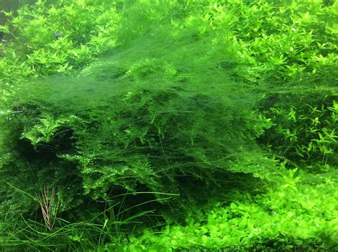Algae Control Filamentous String Hair Algae