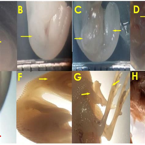 Quail Embryos External Morphology Development Note Quail Embryos With