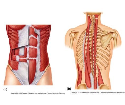External Oblique Back