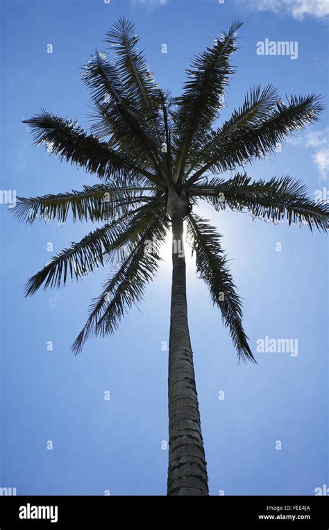 Wax Palm Tree Is National Tree Of Which Country