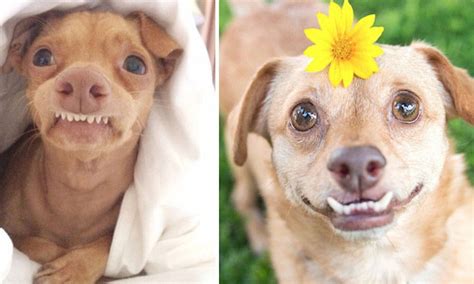 14 Animals That Definitely Could Have Used Braces Growing Up Photos