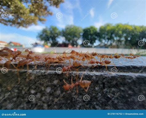 Marching Ants Between Trunks Stock Image 67150123
