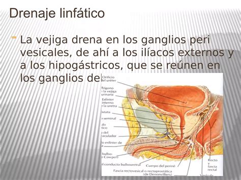 Diapositivas De Anatomia Pdf