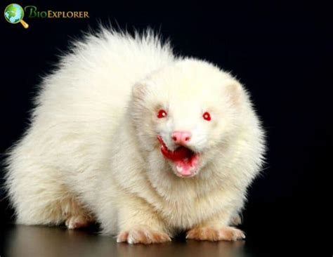 Albino Ferrets White Albino Ferrets Facts And Characteristics