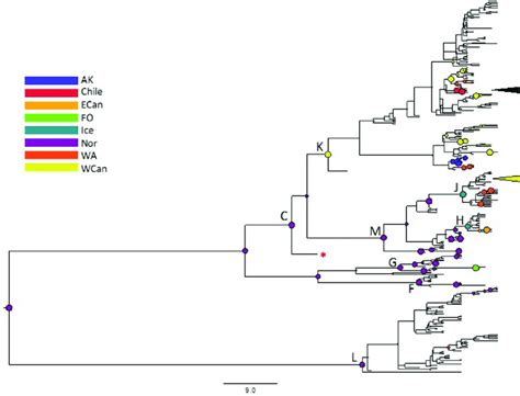 Bayesian Coalescent Phylogeny Of 330 S1 Sequences Circles At Nodes Are