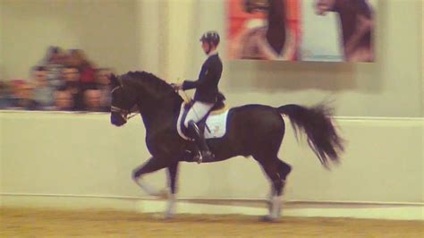 Cadeau Noir And Bart Desender Hengstschau Vechta 2018 Youtube