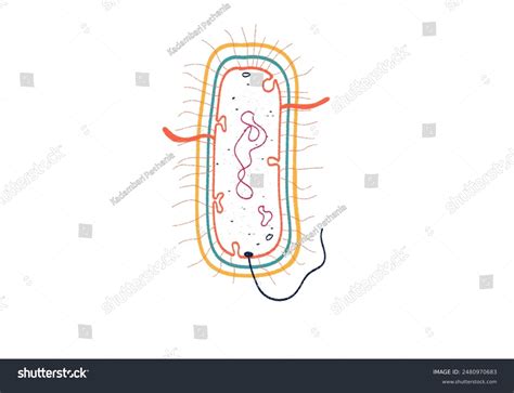 Structure Gram Negative Bacteria Stock Illustration 2480970683 Shutterstock