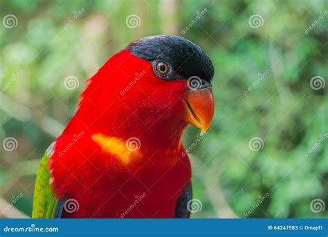 Colorful Red Lory Stock Image Image Of Color Green 64247583