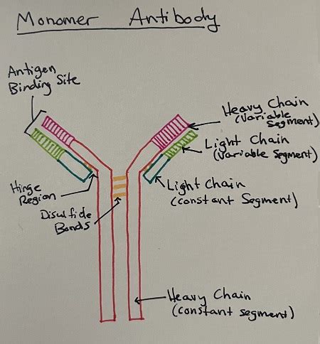 Antibodies Diagram Labeled