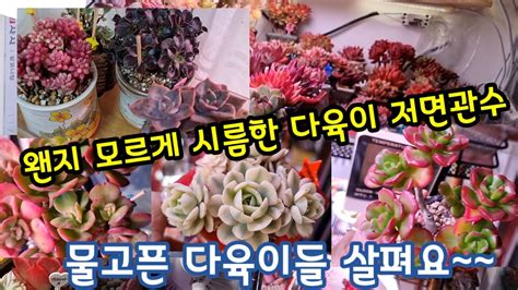 베란다 다육이 물관수 하기전에 상태 살펴요~🌺시원치 않은 다육이는 더면관수로 하고 ~💦 Youtube