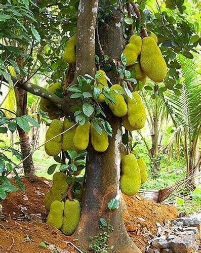 Jack Fruit Plant At Best Price In Kolkata West Bengal Green Tree Nursery