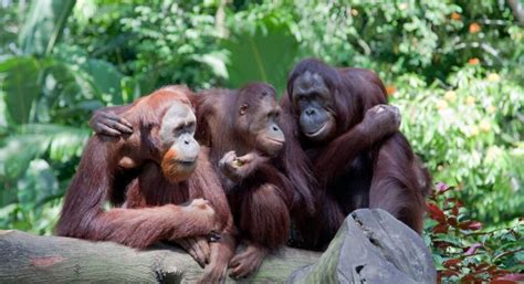 Orangutánok Világnapja Augusztus 19 Ünnepinfó
