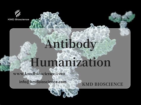 Kmd Bioscience Unraveling The Potential Of Humanized Mice Bridging The Gap In Biomedical