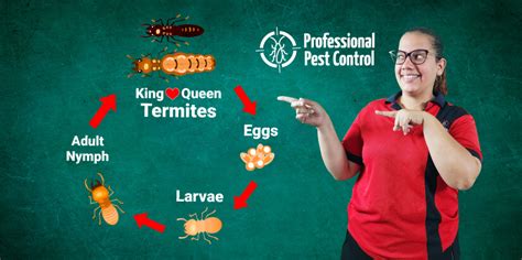 The Secret Behind Termites Life Cycle Your Key To Effective Pest