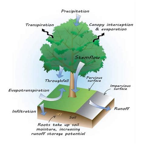Canopy Trees Diagram