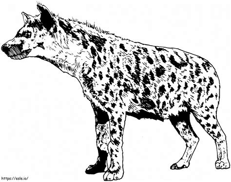 Hyena Coloring Page Hyena Coloring Pages 7 Free Printable Pages