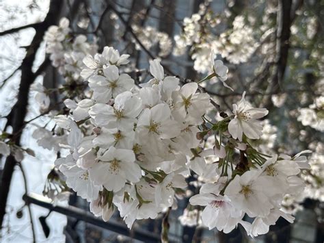 ピアニスト佐藤美和オフィシャルブログ