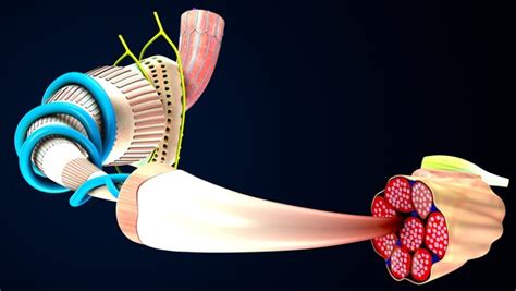 Human Boby Muscle Tissue 3d Model Turbosquid 1826264