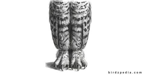 Owl Legs Anatomy And The Science Behind Silent Predators Secret Weapon