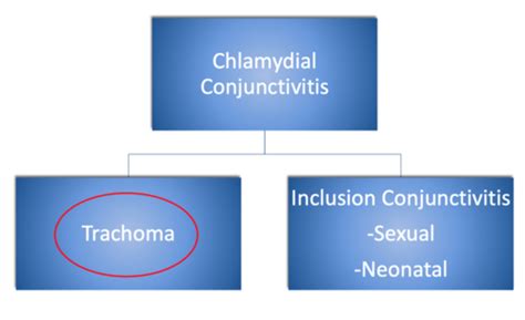 Chlamydia Flashcards Quizlet