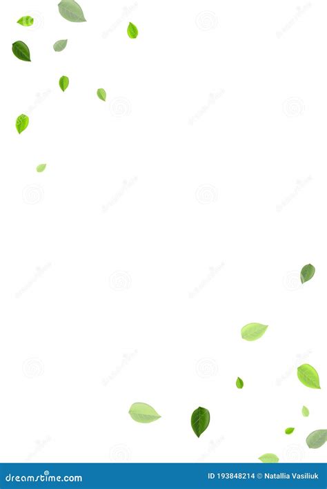 Olive Leaf Flying Vector Border Ecology Greens Stock Vector