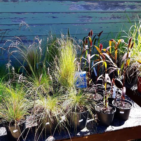 Ted Are You An Ornamental Grass Lover Like Us We