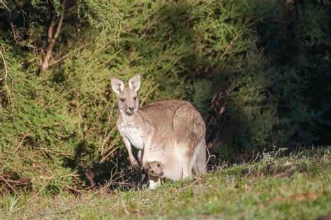 Kangaroo Pouch Facts What They Are And Whats Inside