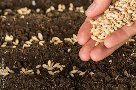 Natural Wheat Seed Dbw 173 Packaging Type Pp Bag Packaging Size 40kg At Rs 1499 Kg In Karnal