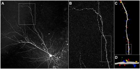 Quantification Of Dendritic Spines A Representative Photograph Of A Download Scientific