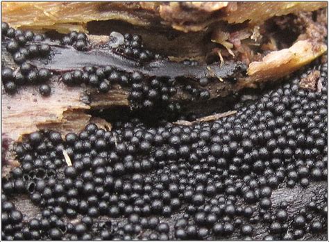 Fungi Lasiosphaeria Spermoides