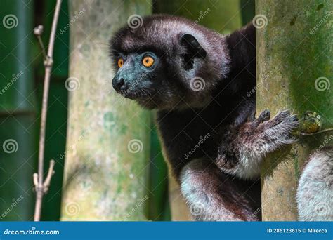 Sifaka Lemur Madagascar Stock Image Image Of Portrait 286123615