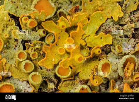 Yellow Maritime Sunburst Lichen Xanthoria Parietina Abstract