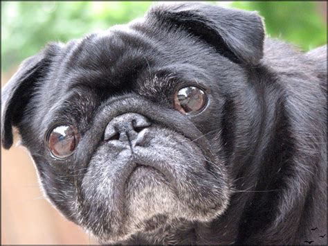 Old Black Pug Looks Like My Penny Black Pug Pugs Pug Love