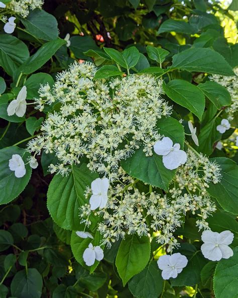 The Martha Stewart Blog Blog Archive Rooting Climbing Hydrangeas
