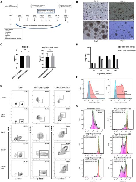 Frontiers Single Cell Sequencing Reveals The Transcriptome And TCR