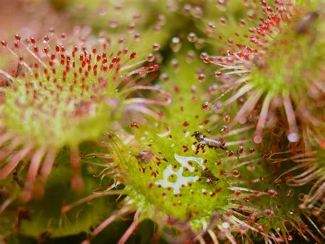 Why Is There So Much Goo On This One Drosera Leaf Rsavagegarden