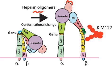 Binding Between The Integrin αxβ2 Cd11ccd18 And Heparin Journal Of Biological Chemistry