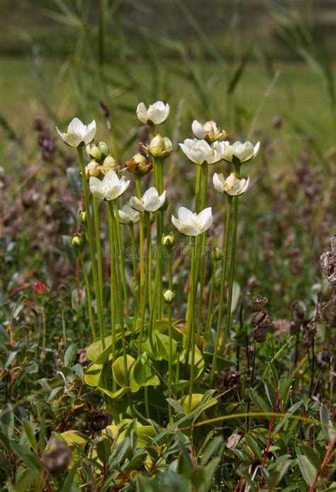 Marsh Grass Stock Image Image Of Grass Wildflower Flowers 99422083