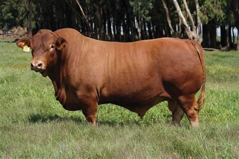 Beefmaster Calves
