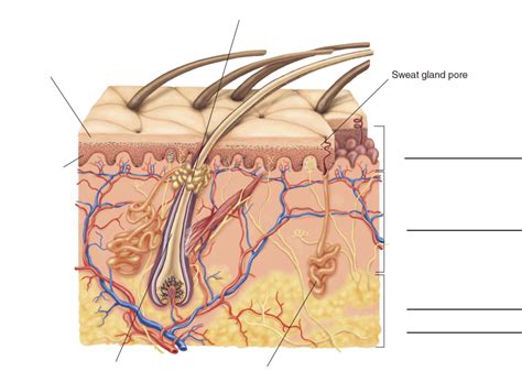 Integumentary System Labeling Integumentary Structures Diagram Quizlet