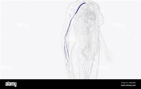 Left Forearm Cut Out Stock Images And Pictures Alamy