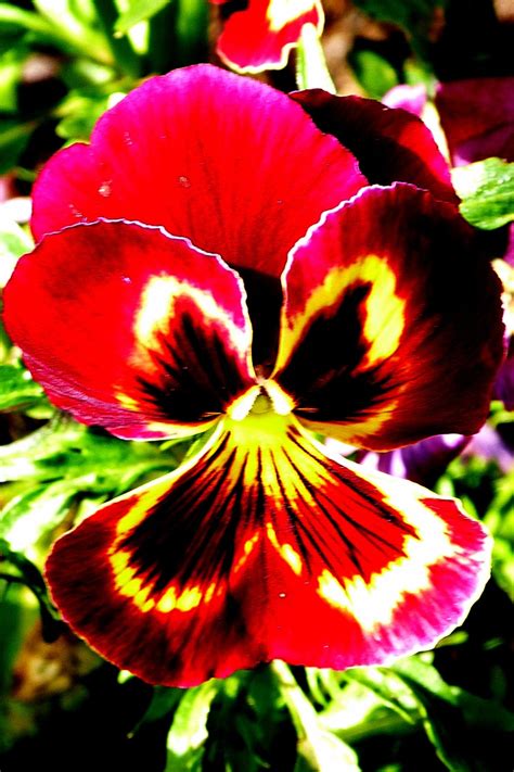 Pansey Pansies Exotic Flowers Pretty Flowers