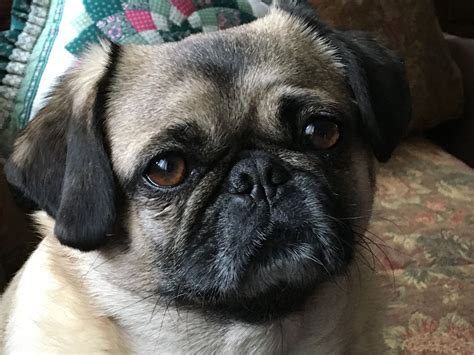 Pug Mixed With Pekingese