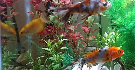 S Calico Goldfish Album On Imgur