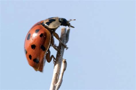 Ag News Ladybug Swarm